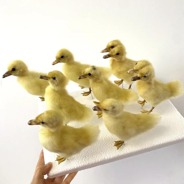 種類: 1pcs / イエロー素材: 有機材料 / 懸念される化学物質: なし / テーマ: 動物