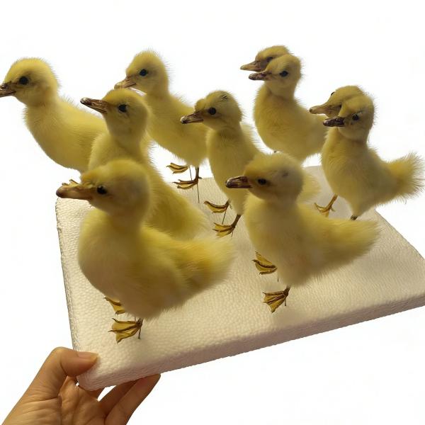 種類: 2pcs / Double headed yellow素材: 有機材料 / 懸念される化学物質: なし / テーマ: 動物