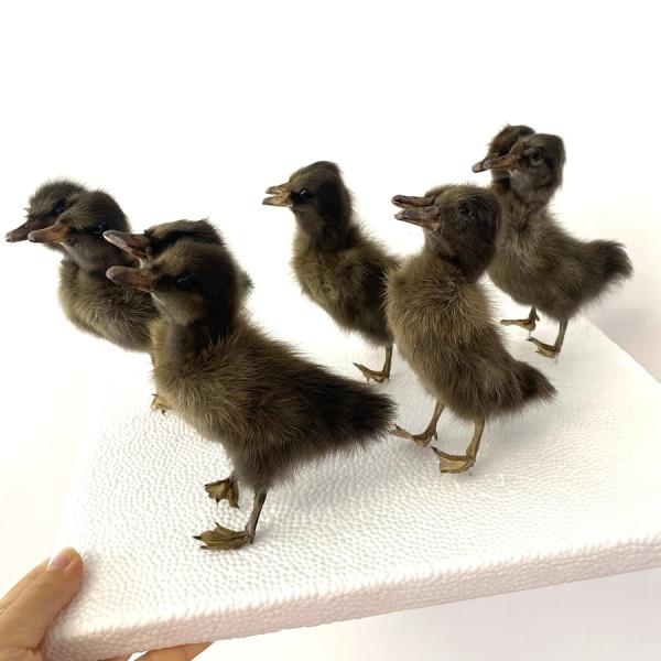 種類: 2pcs / Double headed black素材: 有機材料 / 懸念される化学物質: なし / テーマ: 動物