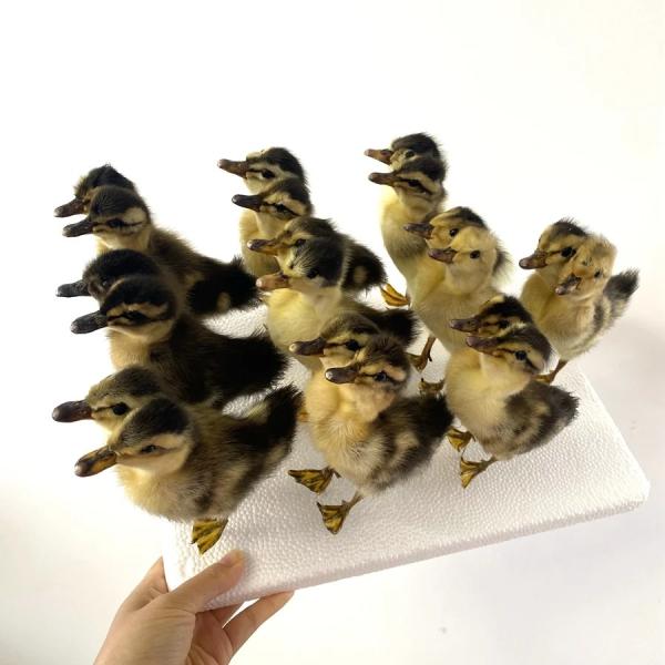 種類: 2pcs / Double headed grey素材: 有機材料 / 懸念される化学物質: なし / テーマ: 動物