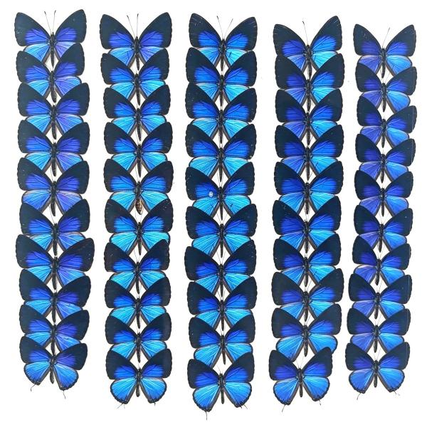 種類: 5 PCS種名: ジャミデス・ボクス / サイズ: 約20〜30mm / 素材: 有機材料 / 梱包: OPP袋 / 用途: 家の装飾、手作り、フレーム装飾 / ※輸送中の影響で触角や脚が外れる場合があります。これは自然な現象です。