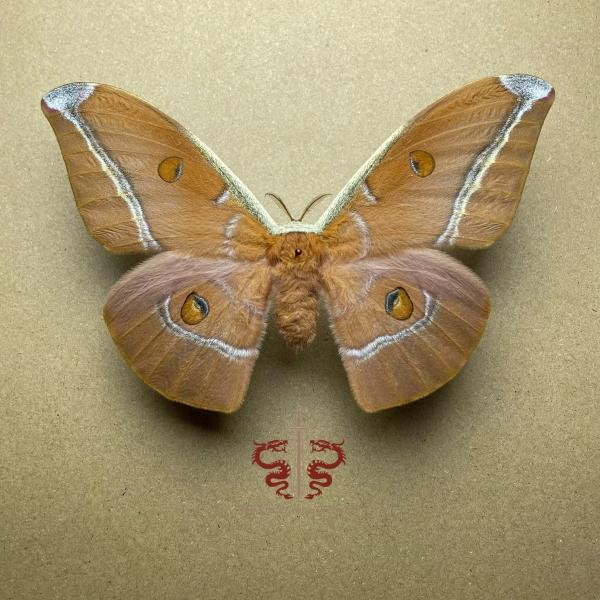 種名: アンテレア・アッサメンシス（メス） / サイズ: 羽を広げた状態で約5cm〜6cm（背景の1cmグリッドを参照） / 素材: 有機材料 / 産地: 中国雲南省 / 包装: 航空機用ボックスピン / 備考: 本物の昆虫標本です。輸送中...