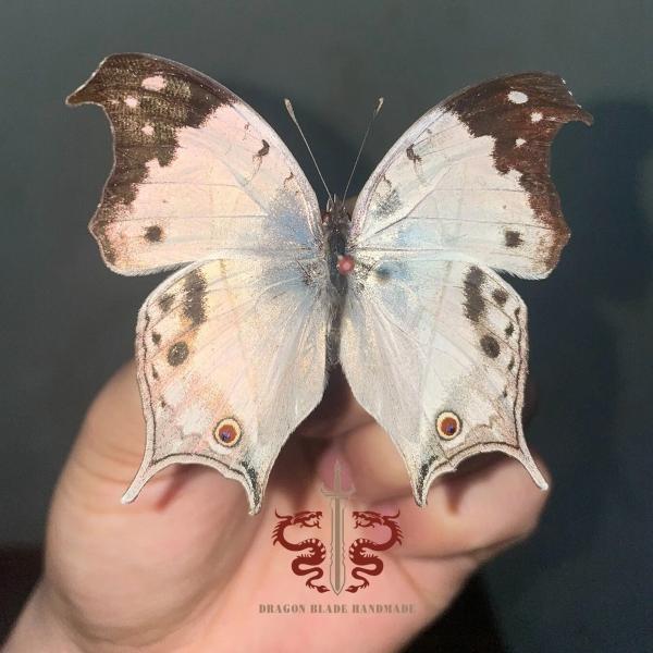 種名: サラミス・ドゥプレイ / サイズ: 翼幅6-7cm / 素材: 有機材料 / 収納: 綿入り透明ボックス / 産地: マダガスカル / 注意: 本製品は天然の蝶標本です。翅や脚、触角には輸送による微細な損傷や鱗粉の剥がれが生じる場合...