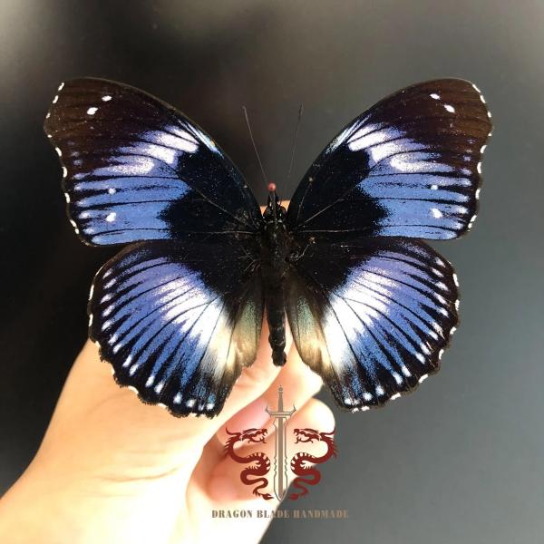 種名: ジュノニア・ラダマ / サイズ: 翼幅6-7cm / 素材: 有機材料 / 仕上げ: 羽展開状態 / 収納: 綿入り透明ボックス / 産地: マダガスカル / 注意: 本製品は天然の蝶標本です。翅の鱗粉の一部が剥がれている、脚や触角...