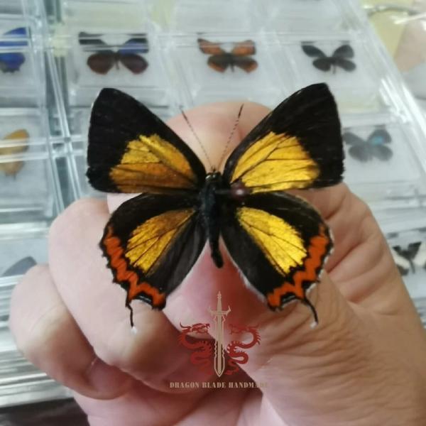 種名: ヘリオフォルス・ブラーマ / サイズ: 翼幅4-5cm / 素材: 有機材料 / 仕上げ: 翼を広げた状態 / 包装: 綿入り透明ボックス / 産地: 中国雲南省 / この蝶標本は、自然環境で採集された個体を丁寧に処理し、翼を広げた...
