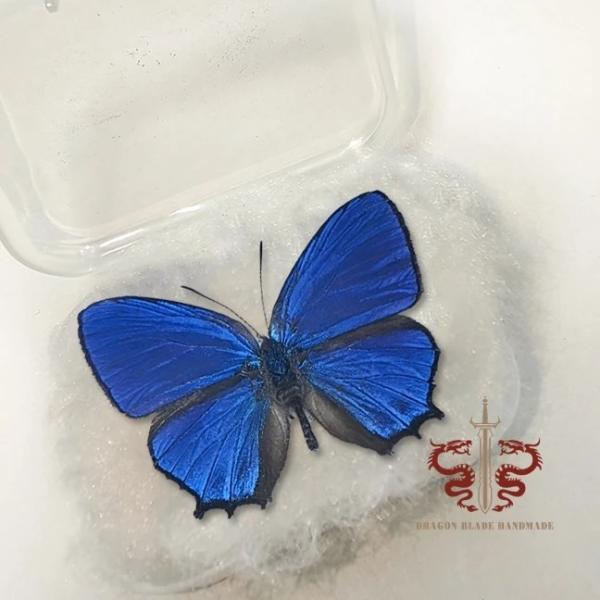 種名: ヒポクリソプス・ポリクレトゥス / サイズ: 翼幅 3-4cm / 素材: 有機材料 / 状態: 羽を広げた状態、A1/A-級 / 包装: 綿入り透明ボックス / 産地: 中国雲南省 / ※この製品は本物の昆虫標本です。輸送中の影響...