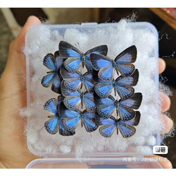 種類: 20 pcs種名: ジャミデス・ボクス / サイズ: 約2〜3cm / 素材: 有機材料 / 仕上げ: 樹脂封入 / 付属: 標本箱入り / 原産地: 中国本土 / ※標本は天然物のため、翅の色や模様、形に個体差があります。輸送中の...
