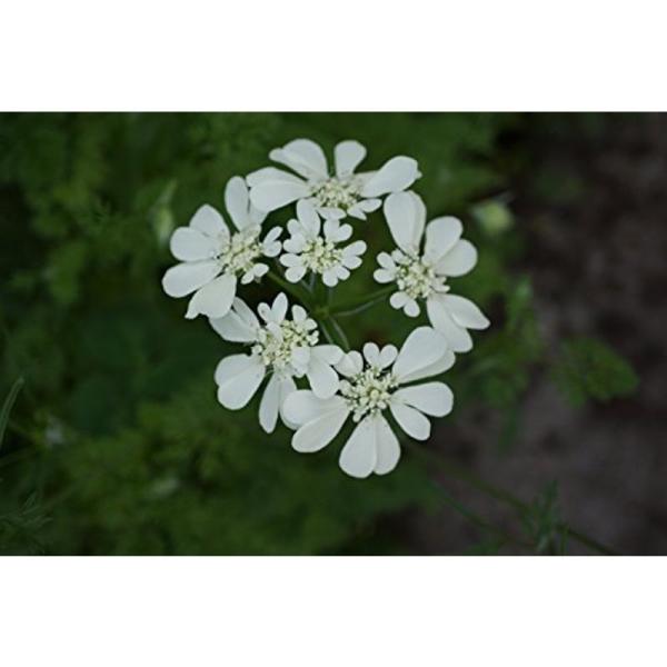 【商品名】　オルレア ホワイトレース 種子 １００粒 【商品説明】　・Comes with an instruction manual for germination・There will be a seed of bonuses a 【サ...