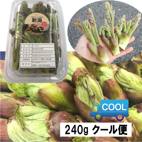 【発売日：2026年04月24日】■【内容】日本有数の豪雪地帯 新潟魚沼産 たらのめ（約220g）※ 天然物ゆえに大きさは不均一で、粒数重量共に個体サイズに応じて前後します。ご了承ください。 / 採りたてそのまま / ※※【賞味期間】 到着...