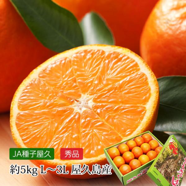 たんかんはポンカンとネーブルオレンジを親に持つ中国広東省原産の果物で、九州産の高級フルーツの1つとして挙げられています。風味はネーブルオレンジに似ているといわれ強い甘味とほのかな酸味のバランスが絶妙。少し厚めの皮の下にはジューシーな果汁がた...