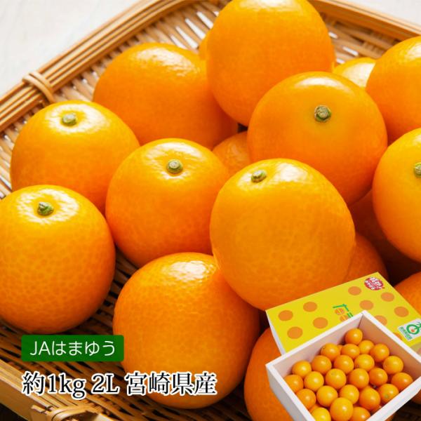 特別温室栽培の完熟きんかん「たまたま」。ハウス内の肥料は土壌分析センターにかけ、きんかん栽培に最適な土壌を作り出しました。ひとつの枝に1〜2個までの果実に絞り、たっぷりと栄養を蓄えさせ甘くジューシーなきんかんになるよう、温室で大切に育ててい...