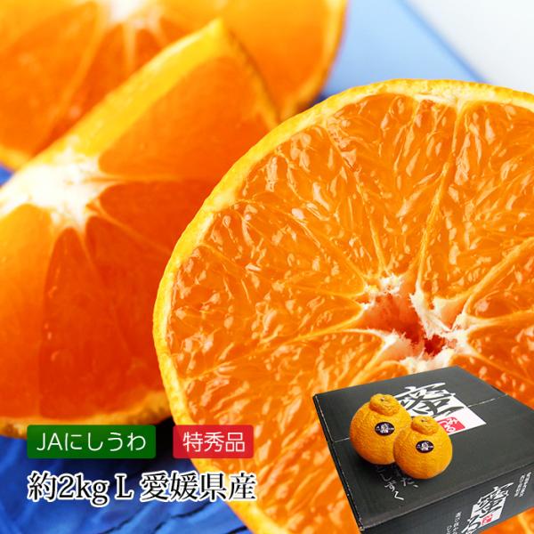 柑橘王国愛媛県JAにしうわみつる共撰から糖度14度以上の優れた果実のみを厳選した甘〜いデコポンです。ご家庭用はもちろん、ギフト・贈答用にもオススメな最高等級「特秀品」の蜜るのデコポンをお送りします。見た目はまるまると太っていて王冠を頭に載せ...