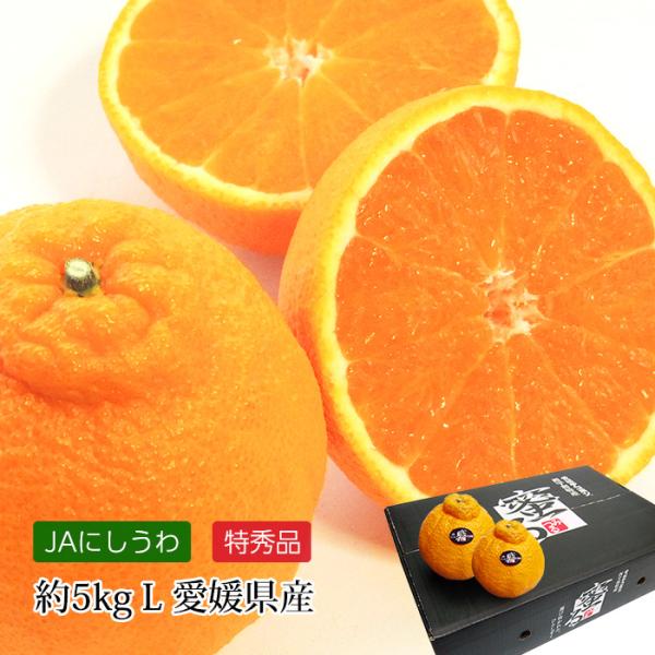 柑橘王国愛媛県JAにしうわみつる共撰から糖度14度以上の優れた果実のみを厳選した甘〜いデコポンです。ご家庭用はもちろん、ギフト・贈答用にもオススメな最高等級「特秀品」の蜜るのデコポンをお送りします。見た目はまるまると太っていて王冠を頭に載せ...