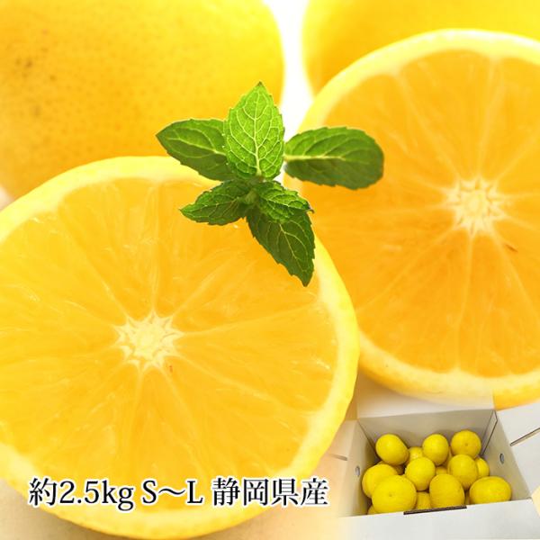 黄金柑とは、別名ゴールデンオレンジとも呼ばれる柑橘類の一種になります。黄金柑は一般流通する量が少なく「幻の柑橘」として知られ、同じく幻の柑橘と呼ばれる湘南ゴールドの親品種になります。おうごんかん/オウゴンカン/ゴールデンオレンジ/柑橘/お取...