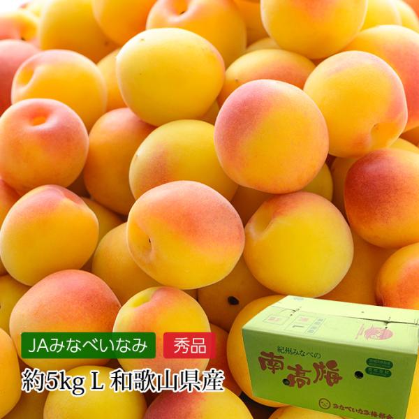 南高梅は日本一の梅の産地である和歌山県の代表的な品種です。果皮は緑色で完熟すると黄色から赤味を帯びます。肉厚でやわらかく、おもに梅干しや梅酒として使われます。和歌山県育った安心・安全な梅をお届けいたします。うめ/ウメ/なんこううめ/ナンコウ...
