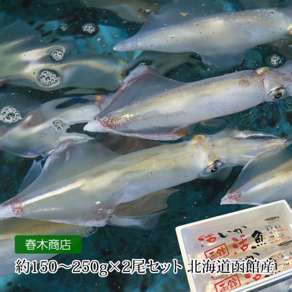 特殊なバルーンに入れて、鮮度を保ったまま全国各地へお届けいたします。ご家庭で活き作りをお楽しみいただくことも出来ます。是非ご賞味くださいませ。イカ/烏賊/ヤリイカ/スルメイカ/海鮮/セット/北海道産/贈答/プレゼント/内祝い/産直プレミアム