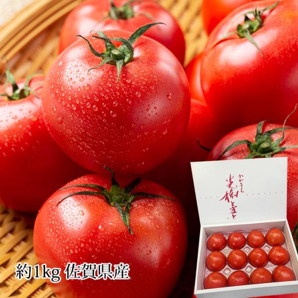 光樹トマトは佐賀県川副町で作られている大玉トマトです。光樹とまと部会の幾重もの選果規準をクリアしたトマトだけを光樹とまとブランドとして選定しました。トマト/とまと/光樹トマト/野菜/フルーツ/お取り寄せ/ギフト/贈答/プレゼント/内祝い/産...