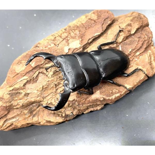 ダイオウヒラタ　成虫ペア　学　名：Dorcus bucephalus　産　地：東ジャワ・アルゴプーロ　サイズ：♂７０ｍｍＵＰ／♀Ｆｒｅｅ　累　代：ＷＩＬＤ（天然採集個体）　入荷日：２０２６年３月１３日　備　考：画像は参考画像、野外品のため傷...