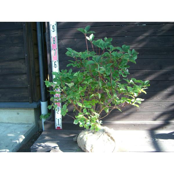 【赤八汐躑躅】とても上品な ピンク花を咲かる品種。新緑〜紅葉まで 大変美しい躑躅です。【詳細】ツツジ科・ツツジ属・落葉低木樹高　　0.7ｍ（鉢上・地上部の高さ）枝張り　0.6ｍ花期　　4〜5月花色　　ピンク鉢植え管理・生育　（可）撮影月　10月