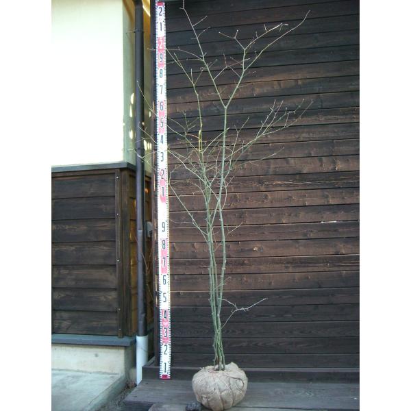 山モミジ　美しい新緑に始まり秋の素晴らしい黄葉まで多彩な表情を お楽しみ頂けます。【詳細】カエデ科・カエデ属・落葉中高木樹高　　1.7ｍ（鉢上・地上部の高さ）枝張り　0.9ｍ紅葉色　黄〜橙鉢植え管理・生育　（可）撮影月　2月