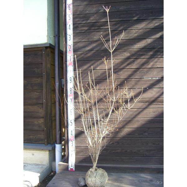 【紅満天星】　若葉の下に 壺形の赤花が、吊り下げられた様に付きます。新緑から紅葉までお楽しみ頂ける、大変美しい 赤花ドウダンツツジです。【詳細】ツツジ科・ツツジ属・落葉低木樹高　　1.25ｍ（鉢上・地上部の高さ）枝張り　0.5ｍ花期　　4〜...