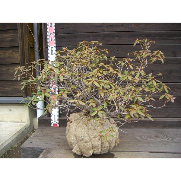 希少交配種。ヒカゲツツジのピンク花品種。素晴らしい花を、毎年多数咲かせます。ツツジコレクション向き。【詳細】ツツジ科・ツツジ属・常緑低木樹高　　0.45ｍ（鉢上・地上部の高さ）枝張り　0.8ｍ花期　　5〜6月花色　　ピンク鉢植え管理・生育　...