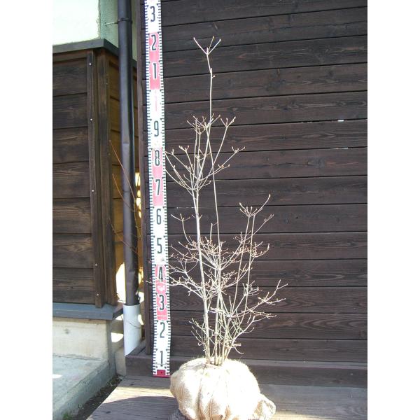 【紅満天星】　若葉の下に 壺形の赤花が、吊り下げられた様に付きます。新緑から紅葉までお楽しみ頂ける、大変美しい 赤花ドウダンツツジです。【詳細】ツツジ科・ツツジ属・落葉低木樹高　　0.9ｍ（鉢上・地上部の高さ）枝張り　0.4ｍ花期　　4〜5...