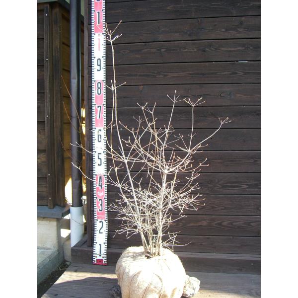 【紅満天星】　若葉の下に 壺形の赤花が、吊り下げられた様に付きます。新緑から紅葉までお楽しみ頂ける、大変美しい 赤花ドウダンツツジです。【詳細】ツツジ科・ツツジ属・落葉低木樹高　　0.75ｍ（鉢上・地上部の高さ）枝張り　0.45ｍ花期　　4...