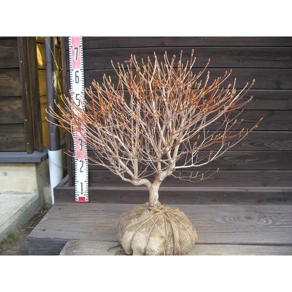 【五葉躑躅】愛子様の御印としても知られるシロヤシオ。素晴らしい白花を咲かせる品種です。新緑〜紅葉まで とても綺麗です。【詳細】ツツジ科・ツツジ属・落葉低木樹高　　0.55ｍ（鉢上・地上部の高さ）枝張り　0.6ｍ花期　　4〜5月花色　　白紅葉...