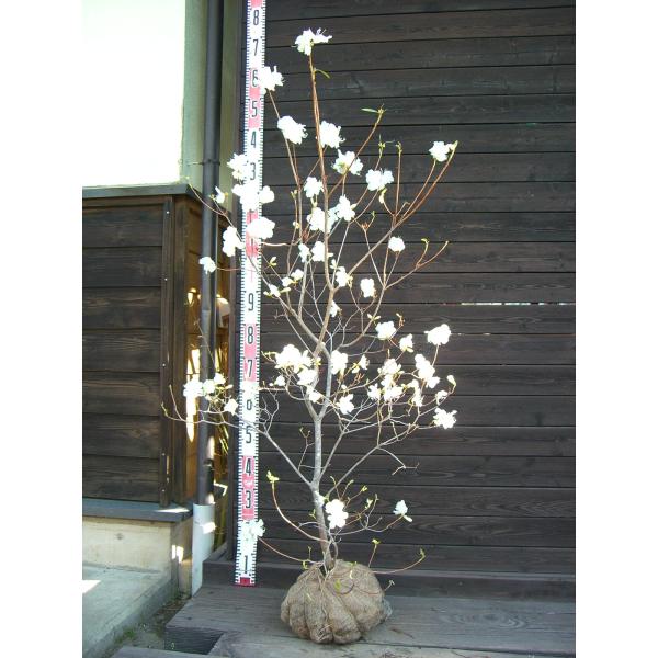 耽羅玄海躑躅　【矮性玄海】希少色　白花透き通る様な素晴らしい花を 毎年多数咲かせます。 耐寒性に優れた美しいツツジです。【詳細】ツツジ科・ツツジ属・落葉低木樹高　　1.25ｍ（鉢上・地上部の高さ）枝張り　0.7ｍ花期　　4〜5月花色　　純白...