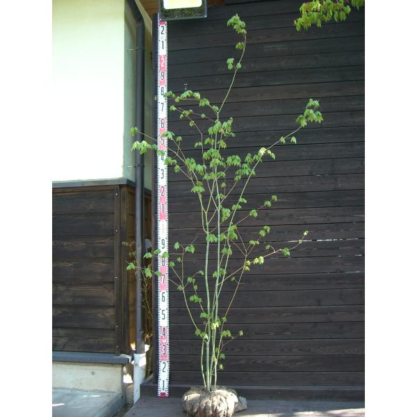 美しい新緑に始まり秋の素晴らしい紅葉まで多彩な表情を お楽しみ頂けます。観賞価値の高い品種です。【詳細】カエデ科・カエデ属・落葉中高木樹高　　1.9ｍ（鉢上・地上部の高さ）枝張り　0.8ｍ紅葉色　橙〜赤鉢植え管理・生育　（可）撮影月　4月