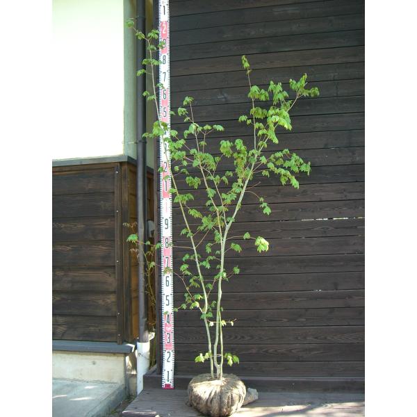 美しい新緑に始まり秋の素晴らしい紅葉まで多彩な表情を お楽しみ頂けます。観賞価値の高い品種です。【詳細】カエデ科・カエデ属・落葉中高木樹高　　1.8ｍ（鉢上・地上部の高さ）枝張り　0.8ｍ紅葉色　橙〜赤鉢植え管理・生育　（可）撮影月　4月