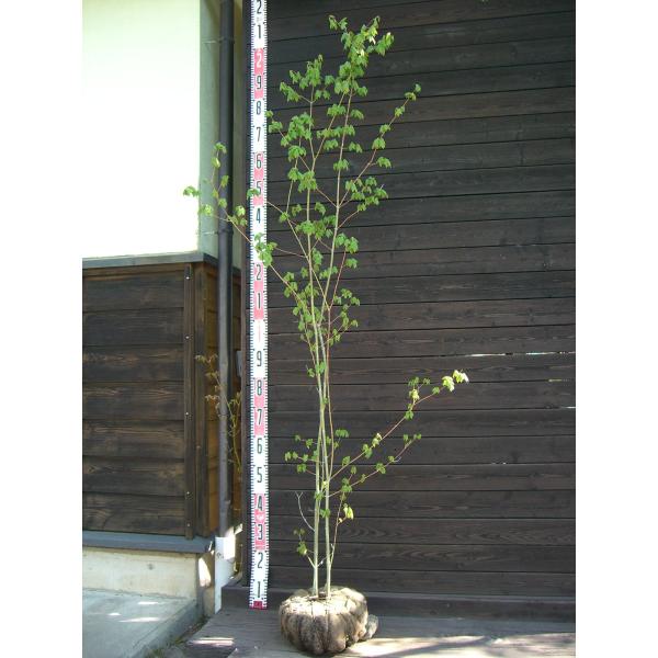 美しい新緑に始まり秋の素晴らしい紅葉まで多彩な表情を お楽しみ頂けます。観賞価値の高い品種です。【詳細】カエデ科・カエデ属・落葉中高木樹高　　1.75ｍ（鉢上・地上部の高さ）枝張り　0.7ｍ紅葉色　橙〜赤鉢植え管理・生育　（可）撮影月　4月