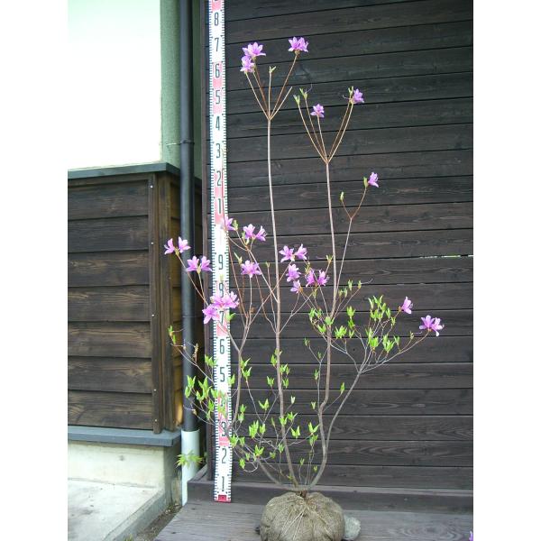 【清澄三葉躑躅】　葉に先立って、 美しい花を咲かせます。花色が濃く、豪華な品種です。ツツジコレクション向き。【詳細】ツツジ科・ツツジ属・落葉低木樹高　　1.3ｍ（鉢上・地上部の高さ）枝張り　0.7ｍ花期　　4〜5月花色　　紅紫（濃色）鉢植え...