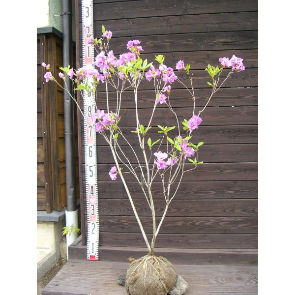 【牡丹躑躅】別名　淀川躑躅。美しい八重花を咲かせます。可憐な花が、大変好まれます。 【詳細】ツツジ科・ツツジ属・半落葉低木樹高　　0.9ｍ（鉢上・地上部の高さ）枝張り　0.7ｍ花期　　4〜5月花色　　淡紅紫(八重) 鉢植え管理・生育　（可）...