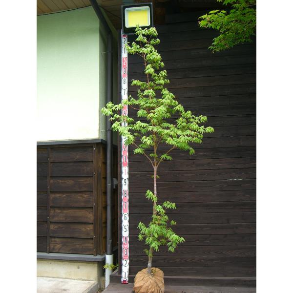 美しい新緑に始まり秋の素晴らしい紅葉まで多彩な表情を お楽しみ頂けます。観賞価値の高い品種です。【詳細】カエデ科・カエデ属・落葉中高木樹高　　1.8ｍ（鉢上・地上部の高さ）枝張り　0.7ｍ紅葉色　橙〜赤鉢植え管理・生育　（可）撮影月　5月