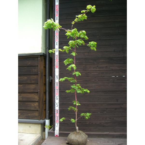 希少品種　【関の華厳】　セキノケゴンコハウチワカエデの枝垂れ品種です。美しい新緑に始まり、秋の素晴らしい紅葉まで、多彩な表情を お楽しみ頂けます。非常に観賞価値の高い品種です。【詳細】カエデ科・カエデ属・落葉中高木樹高　　1.45ｍ（鉢上・...