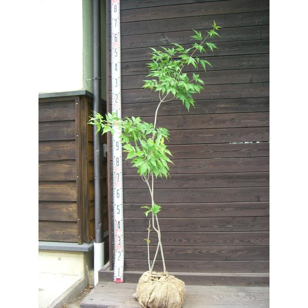 柔らかな 素晴らしい新緑、爽やかな花。秋の美しい紅葉。耐寒性に優れた 観賞価値のとても高い樹種です。 【詳細】モクセイ科・トネリコ属・落葉高木 樹高　　1.4ｍ（鉢上・地上部の高さ）枝張り　0.7ｍ花期　　4〜5月花色　　白鉢植え管理・生育...