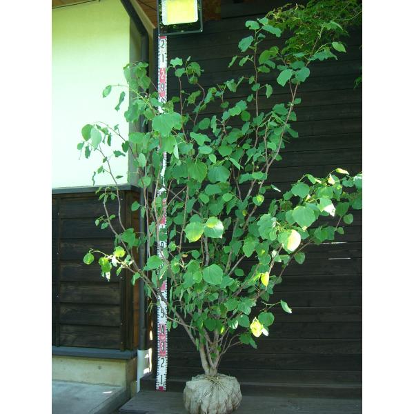 【丸葉の木】優しい新緑から、 秋の素晴らしい紅葉、落葉後の独特な花。四季折々に楽しめる 大変美しい樹種です。【詳細】マンサク科・マルバノキ属・落葉低木樹高　　1.8ｍ（鉢上・地上部の高さ）枝張り　1.5ｍ花期　　10〜12月花色　　紅紫鉢植...