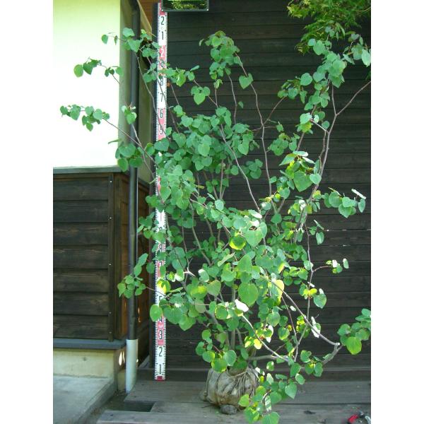 【丸葉の木】優しい新緑から、 秋の素晴らしい紅葉、落葉後の独特な花。四季折々に楽しめる 大変美しい樹種です。【詳細】マンサク科・マルバノキ属・落葉低木樹高　　1.7ｍ（鉢上・地上部の高さ）枝張り　1.4ｍ花期　　10〜12月花色　　紅紫鉢植...