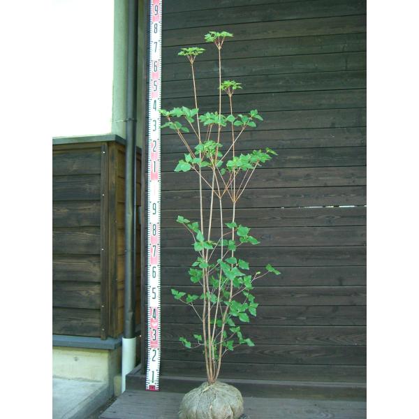 【清澄三葉躑躅】　葉に先立って、 美しい花を咲かせます。花色が濃く、豪華な品種です。ツツジコレクション向き。【詳細】ツツジ科・ツツジ属・落葉低木樹高　　1.3ｍ（鉢上・地上部の高さ）枝張り　0.4ｍ花期　　4〜5月花色　　紅紫（濃色）鉢植え...