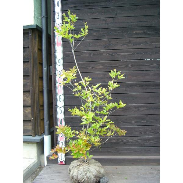 ヤマツツジ　美しく 素朴な花が魅力です。素晴らしいコントラストを お楽しみ頂けます。【詳細】ツツジ科・ツツジ属・半落葉低木樹高　　1.1ｍ（鉢上・地上部の高さ）枝張り　0.6ｍ花期　　5〜6月花色　　朱鉢植え管理・生育　（可）撮影月　6月