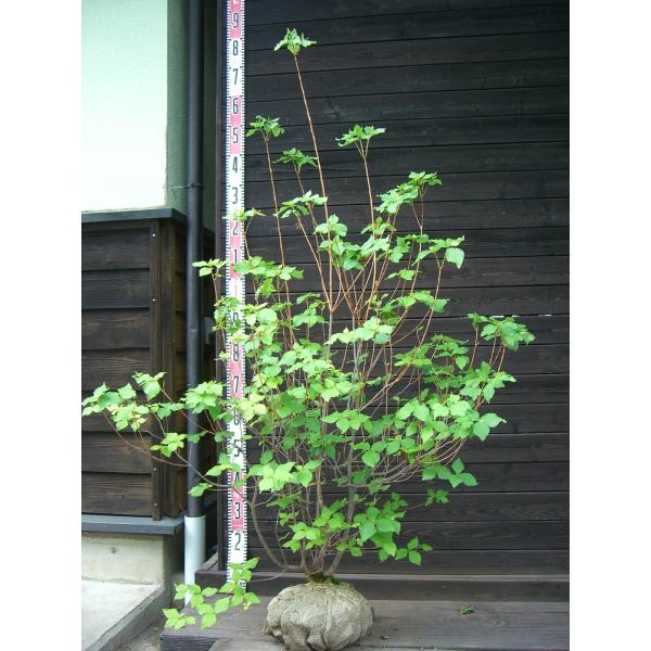 葉に先立って、透明感のある鮮やかな花を咲かせます。新緑 紅葉も素晴らしく、耐寒性に優れた、大変美しいツツジです。希少色。【詳細】ツツジ科・ツツジ属・落葉低木樹高　　1.35ｍ（鉢上・地上部の高さ）枝張り　1.0ｍ花期　　4〜5月花色　　紫鉢...