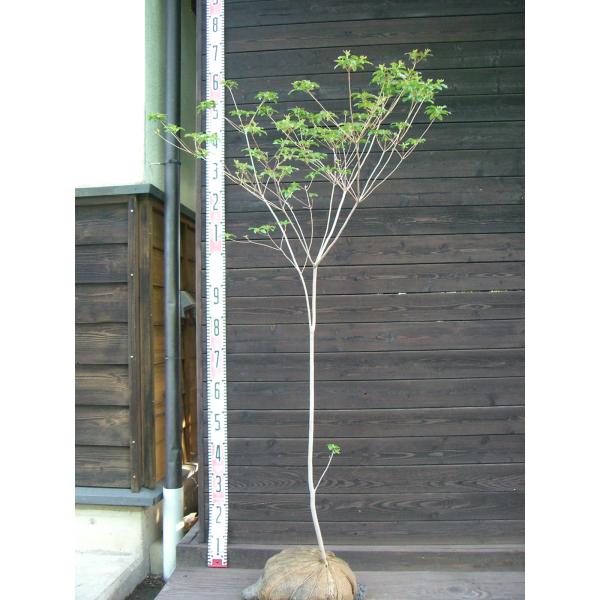 希少種　独特の 美しい小花を咲かせます。小さく可憐な花が 魅力です。観賞価値の高い樹種です。 【詳細】ツツジ科・ツツジ属・落葉低木樹高　　1.4ｍ（鉢上・地上部の高さ）枝張り　0.7ｍ花期　　6〜7月花色　　白・紅斑点鉢植え管理・生育　（可...