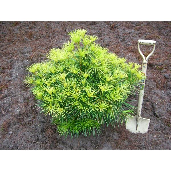 ■　特別出品　■【高野槇・黄金葉タイプ】 　非常に珍しい　黄金葉（新緑時）のコウヤマキです。眩しい葉色が目を引きます。特別限定品・在庫限りです。【詳細】コウヤマキ科 コウヤマキ属 常緑高木 樹高　　0.8ｍ（鉢上・地上部の高さ）葉張り　0....