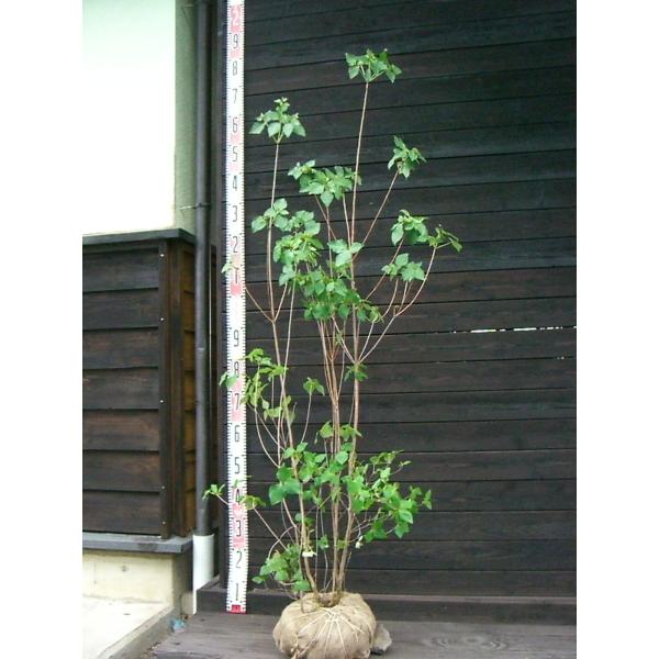 【三葉躑躅】（小花タイプ）葉に先立って透き通るような花を咲かせます。ノーマルなミツバツツジより、一回り小さく可憐な花を咲かせます。新緑、紅葉も素晴らしく耐寒性に優れた美しいツツジです。【詳細】ツツジ科・ツツジ属・落葉低木樹高　　1.4ｍ（鉢...