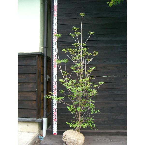 【三葉躑躅】（小花タイプ）葉に先立って透き通るような花を咲かせます。ノーマルなミツバツツジより、一回り小さく可憐な花を咲かせます。新緑、紅葉も素晴らしく耐寒性に優れた美しいツツジです。【詳細】ツツジ科・ツツジ属・落葉低木樹高　　1.4ｍ（鉢...