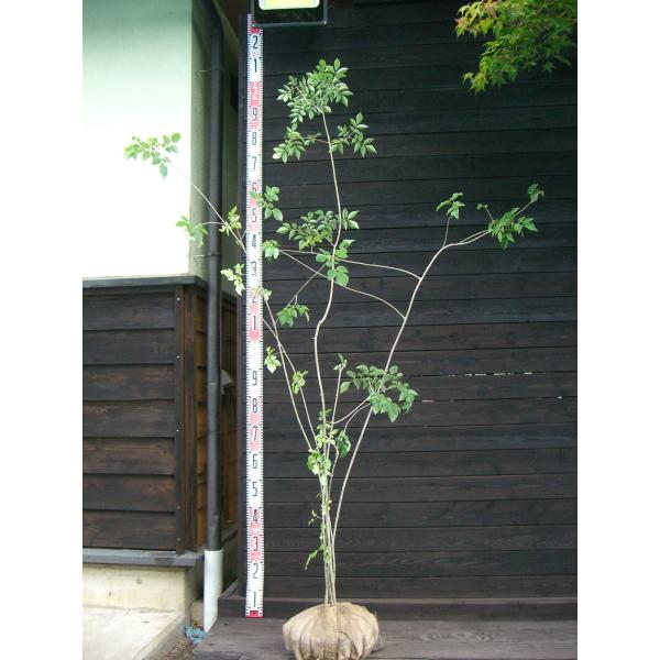 柔らかな 素晴らしい新緑、爽やかな花。秋の美しい紅葉。耐寒性に優れた 観賞価値のとても高い樹種です。 【詳細】モクセイ科・トネリコ属・落葉高木 樹高　　1.7ｍ（鉢上・地上部の高さ）枝張り　1.2ｍ花期　　4〜5月花色　　白鉢植え管理・生育...