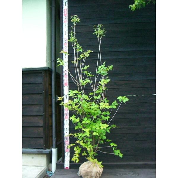 【三葉躑躅】（小花タイプ）葉に先立って透き通るような花を咲かせます。ノーマルなミツバツツジより、一回り小さく可憐な花を咲かせます。新緑、紅葉も素晴らしく耐寒性に優れた美しいツツジです。【詳細】ツツジ科・ツツジ属・落葉低木樹高　　1.5ｍ（鉢...