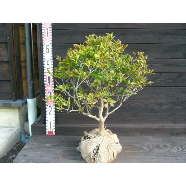 満天星躑躅　【玉仕立て】若葉の下に 壺形の白花が吊り下げられた様に付きます。秋の紅葉も必見。アクセントなど、多様にお使い頂けます。耐寒性に優れた美しいツツジです。【詳細】ツツジ科・ツツジ属・落葉低木樹高　　0.5ｍ（鉢上・地上部の高さ）枝張...